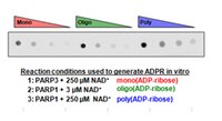 Anti-pan-ADP-ribose binding reagent | MABE1016